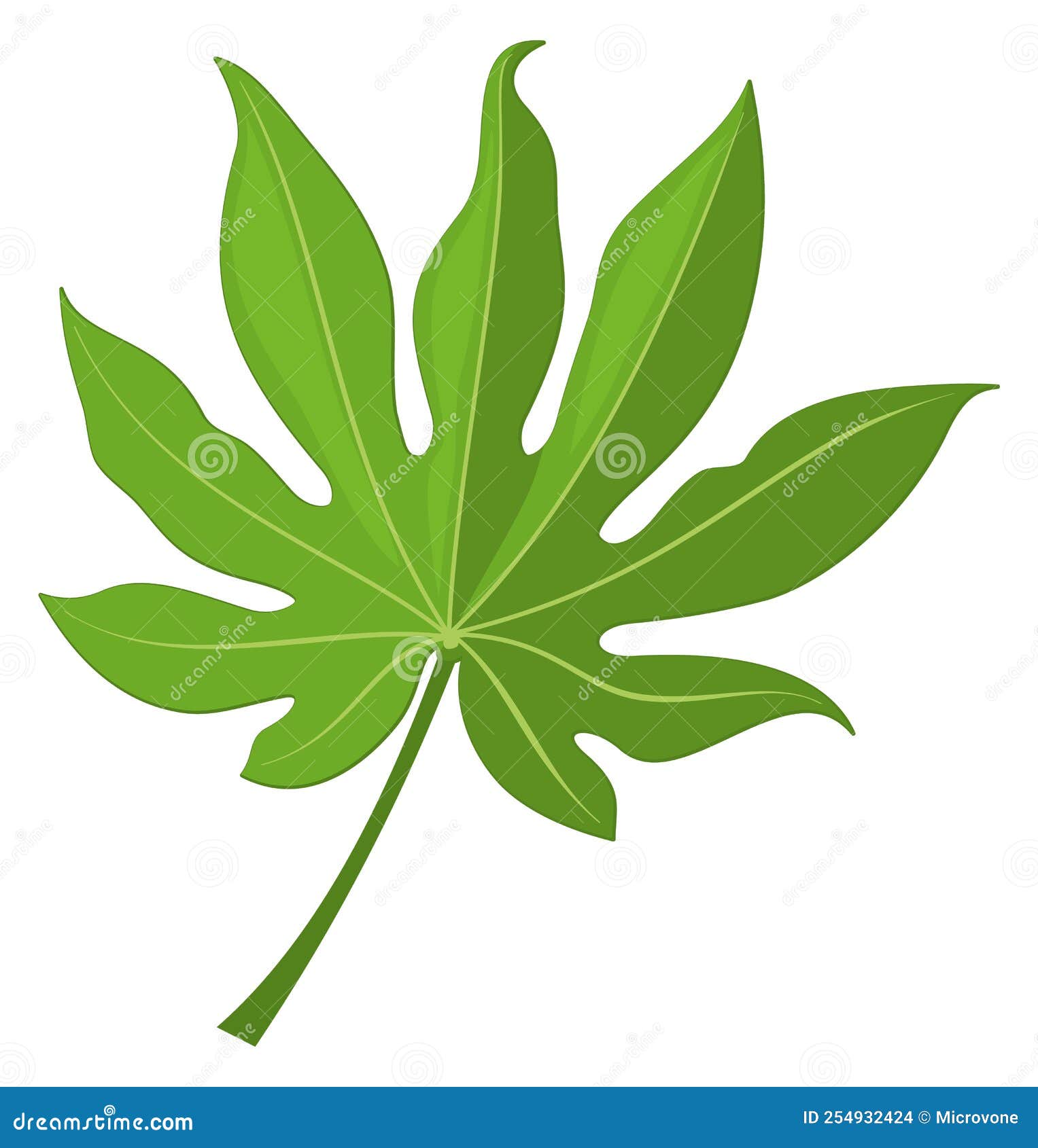 Palm Fan Leaf. Green Jungle Tree Foliage Stock Vector - Illustration of ...