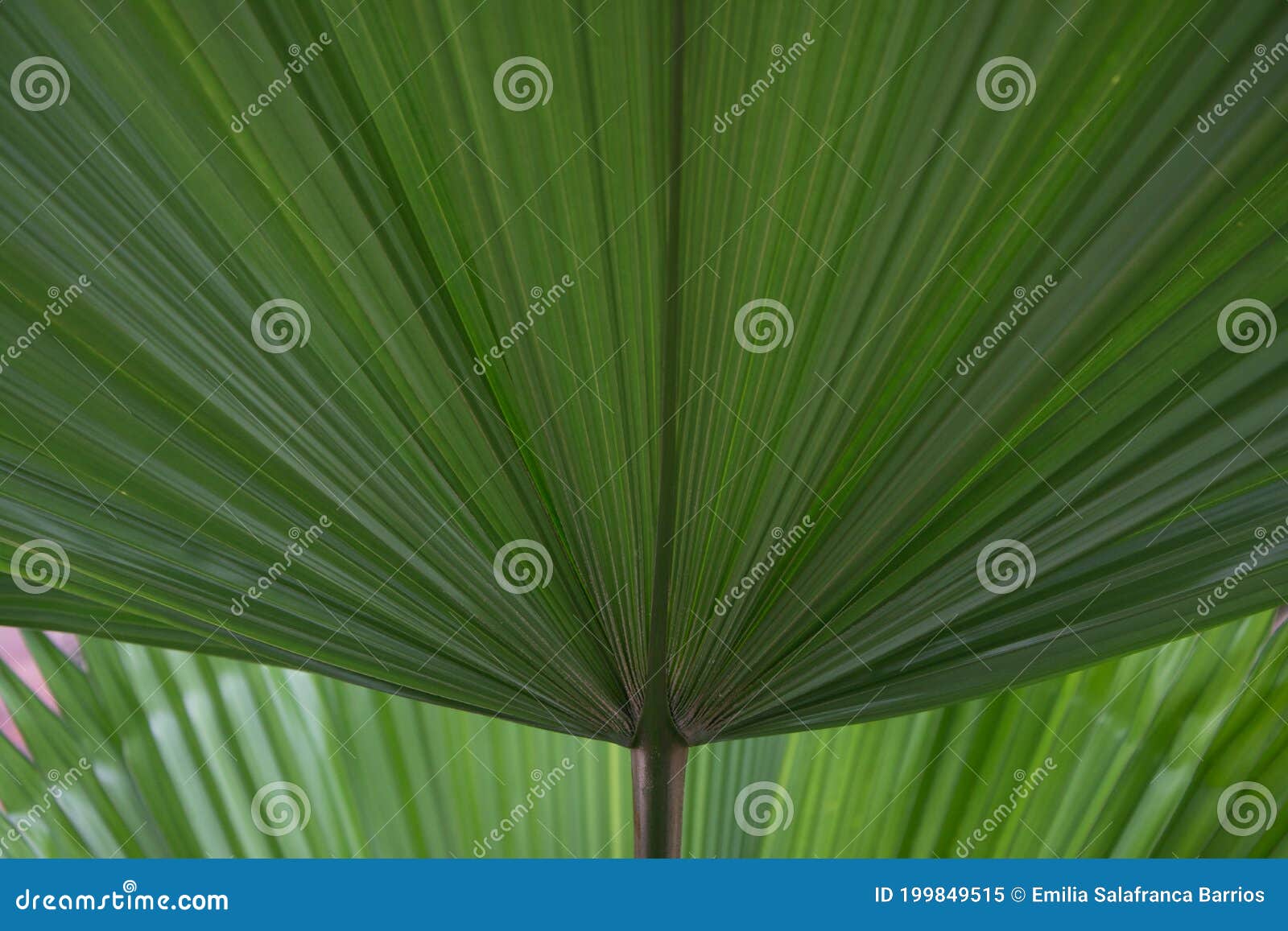 Palm, Fan Palm, Palm Leaf, Hastula or Ligule Stock Image - Image of ...