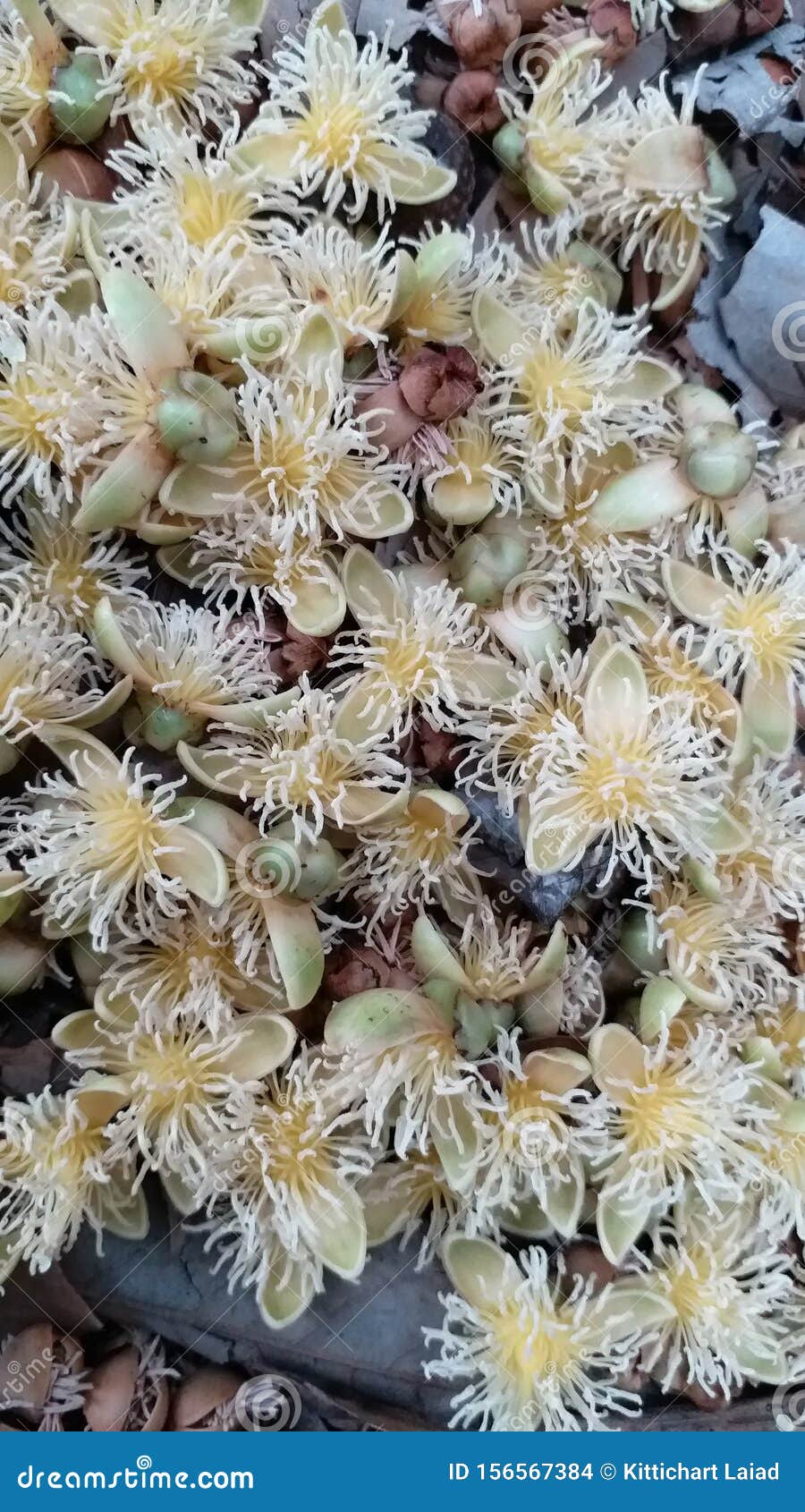 Palm flowers stock photo. Image of fallen, nature, tree - 156567384