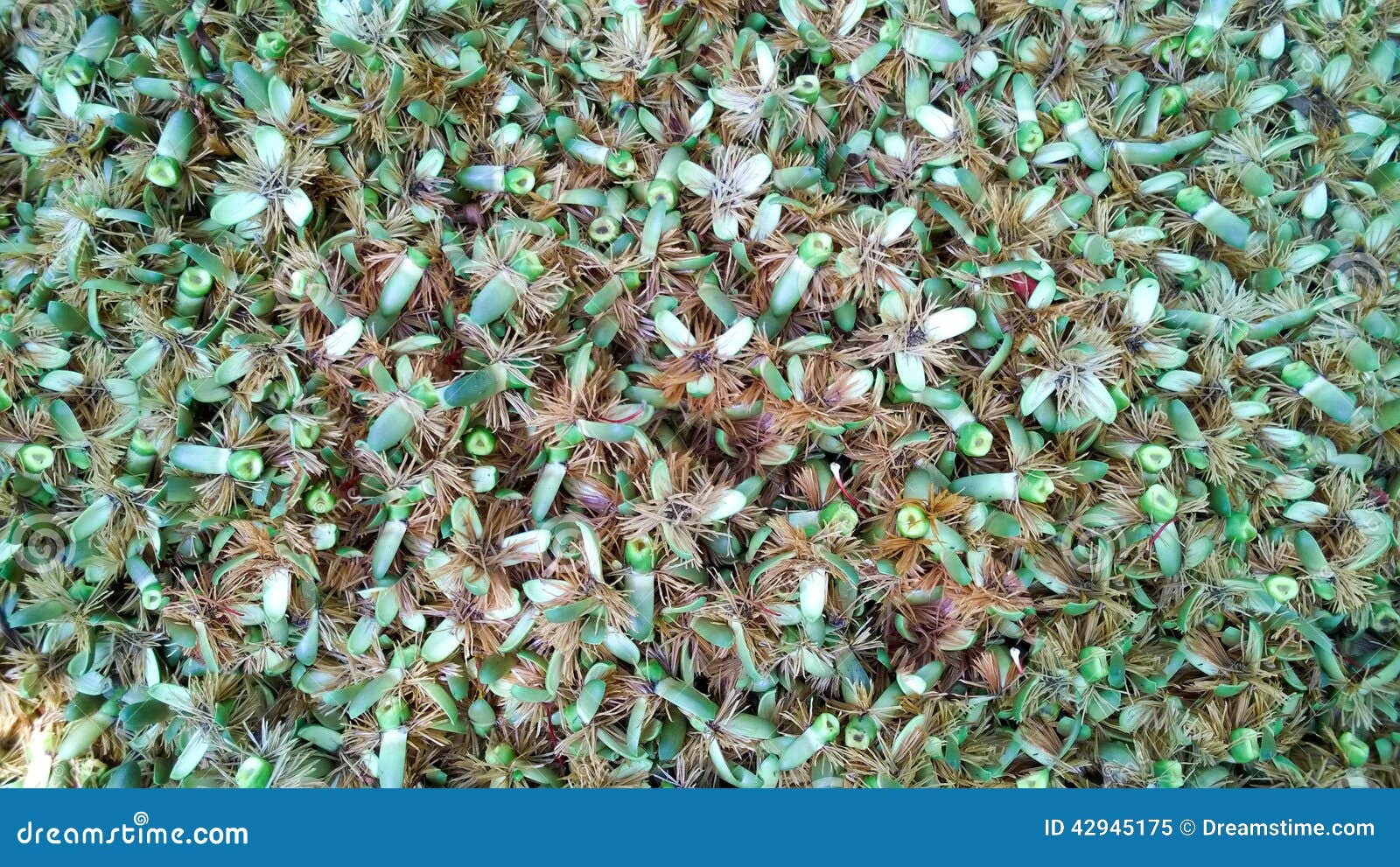 Palm flowers on the ground stock image. Image of fruit - 42945175