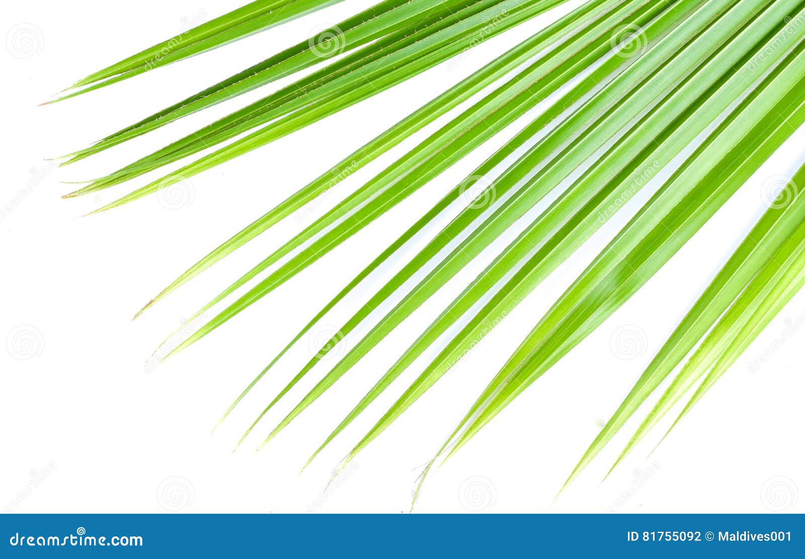 Palm fond stock photo. Image of palm, plant, summer, outdoors - 81755092