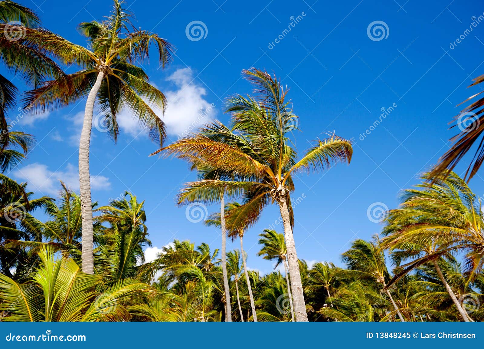 Palm forest stock image. Image of summertime, leaves - 13848245