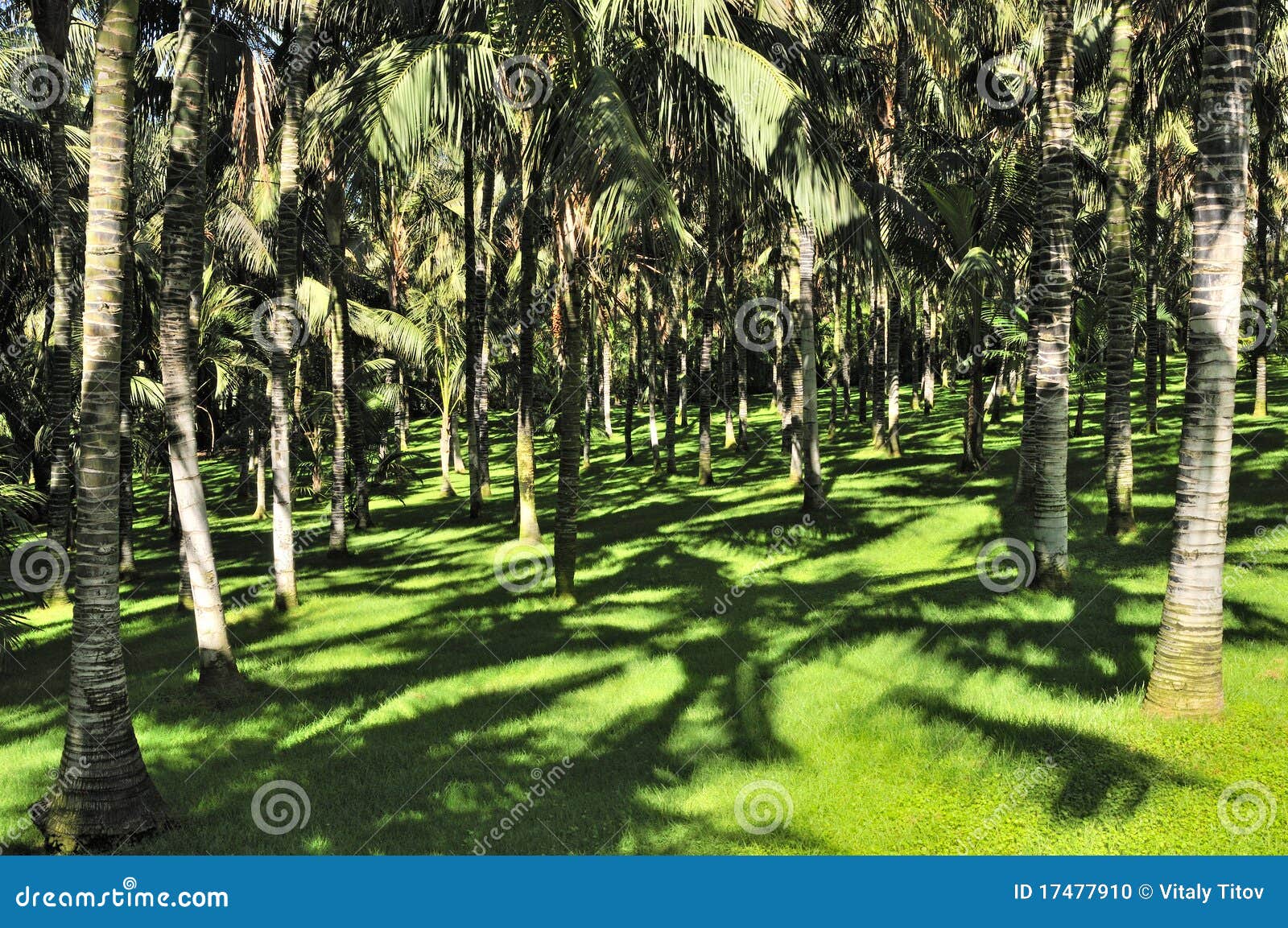 Palm Forest stock photo. Image of area, extreme, leaf - 17477910
