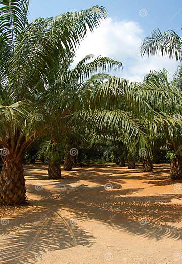 Palm forest stock photo. Image of shadow, summer, tranquility - 2030724
