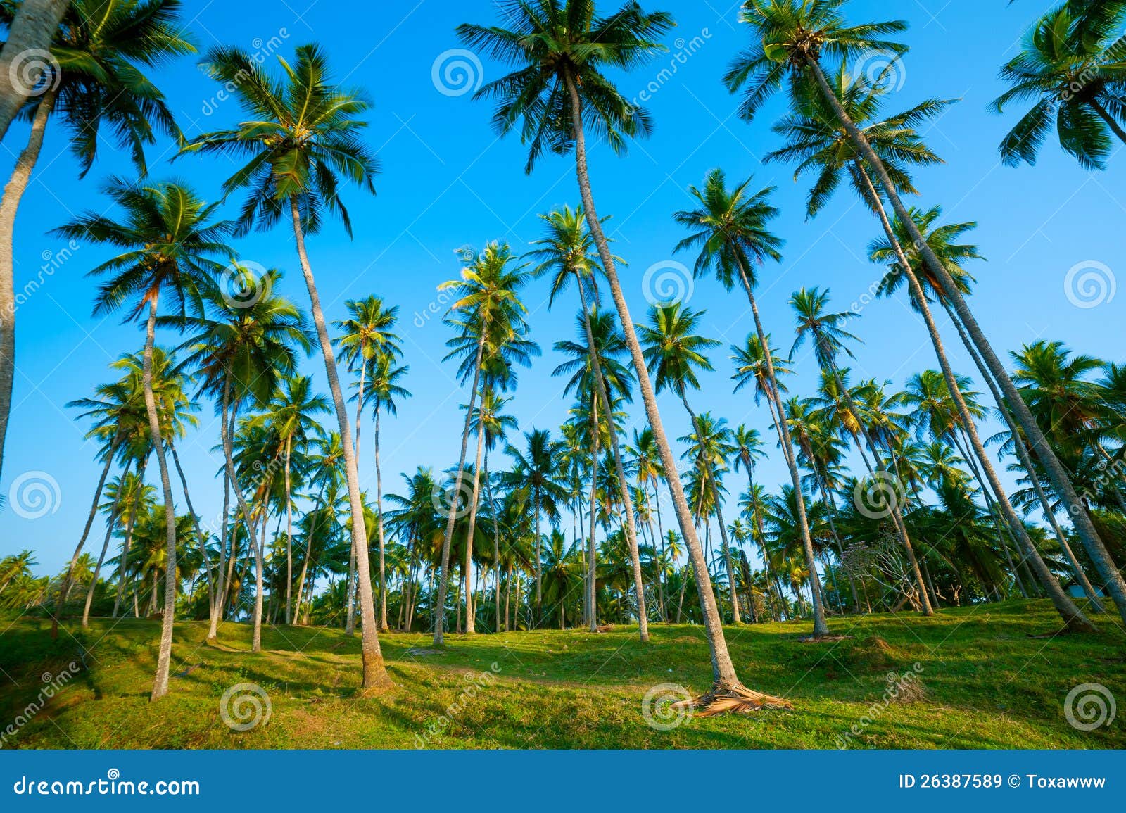 Palm forest stock image. Image of jungle, nature, beauty - 26387589
