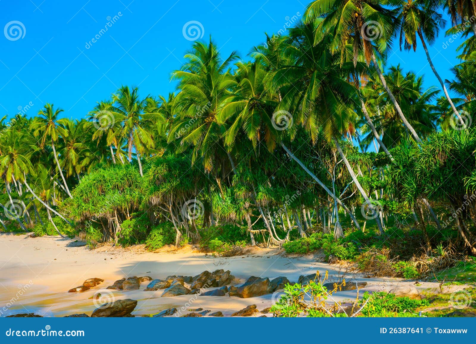 Palm forest stock image. Image of foliage, light, island - 26387641