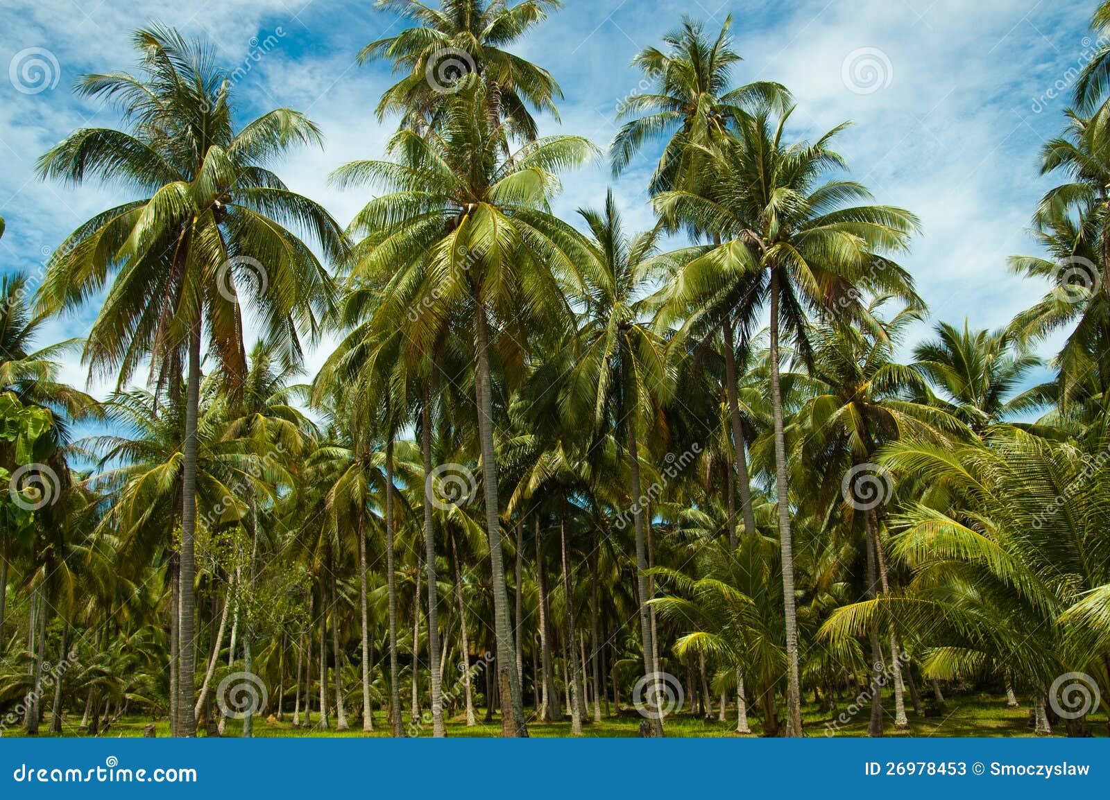 Palm forest. stock image. Image of nature, forest, trees - 26978453