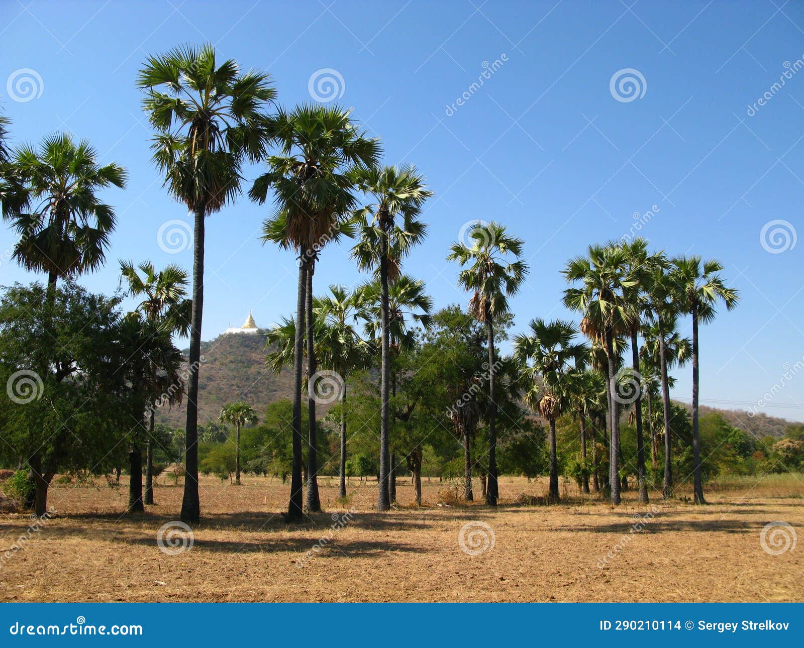 The palm forest in Myanmar stock photo. Image of tree - 290210114
