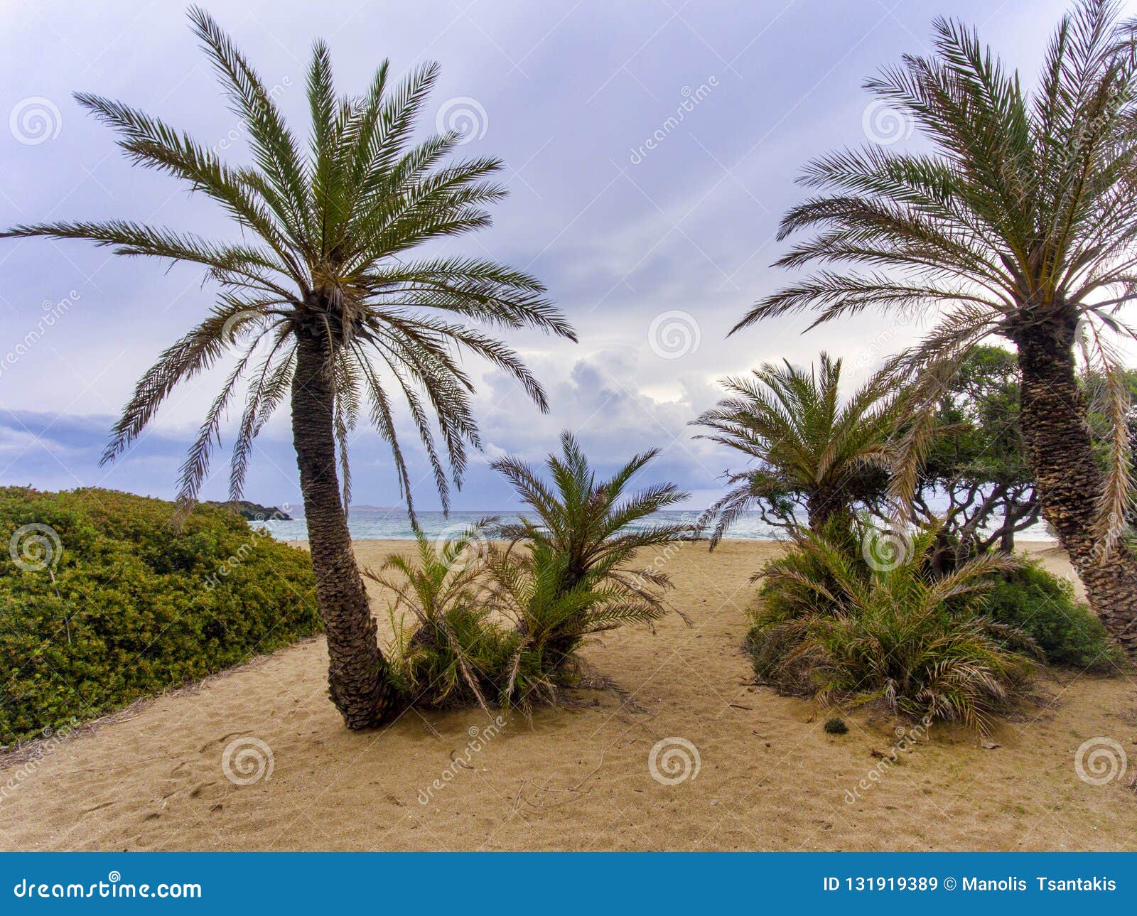 Palm forest in Crete stock image. Image of east, palaikastro - 131919389