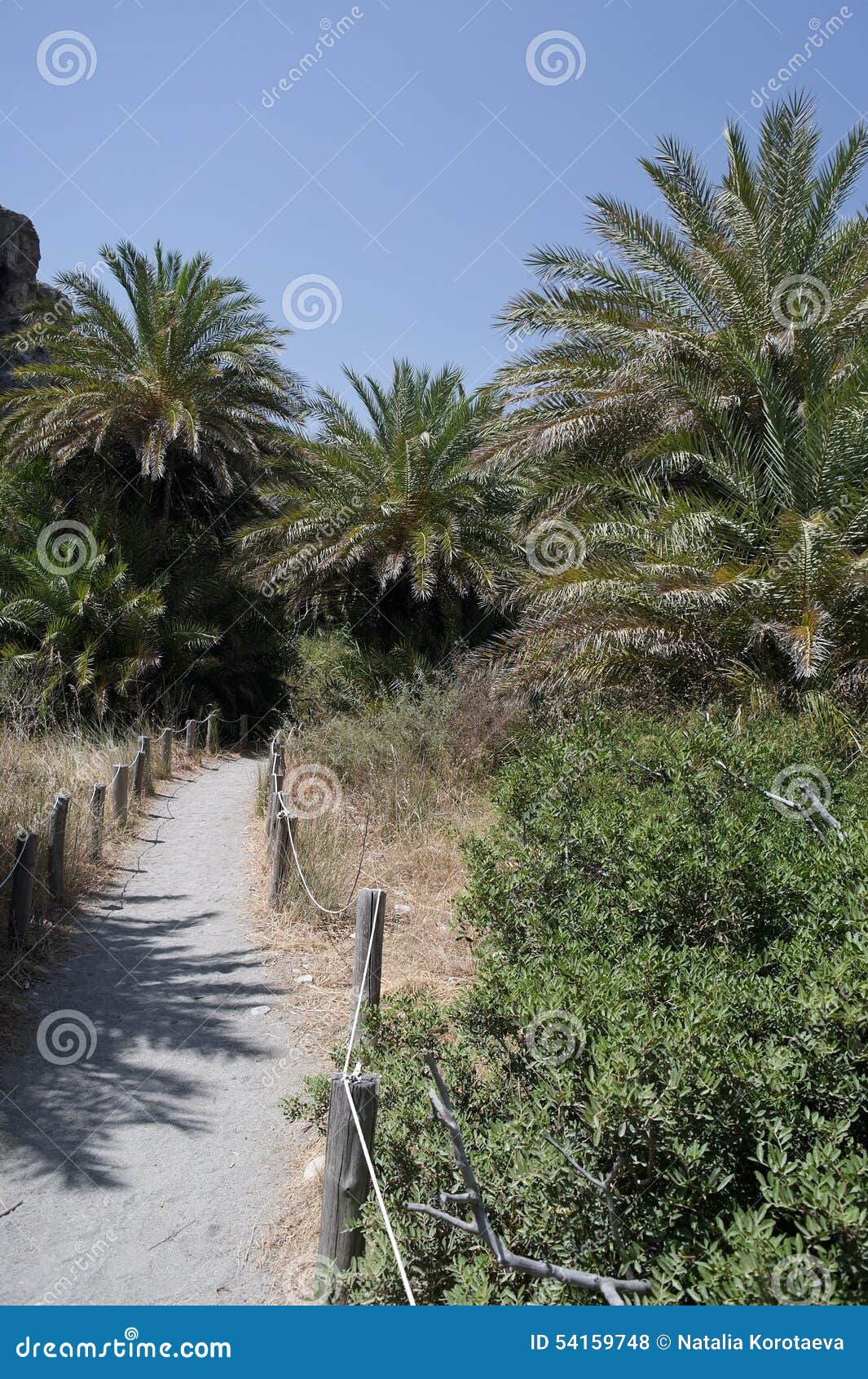 Palm forest in Crete stock photo. Image of palm, forest - 54159748