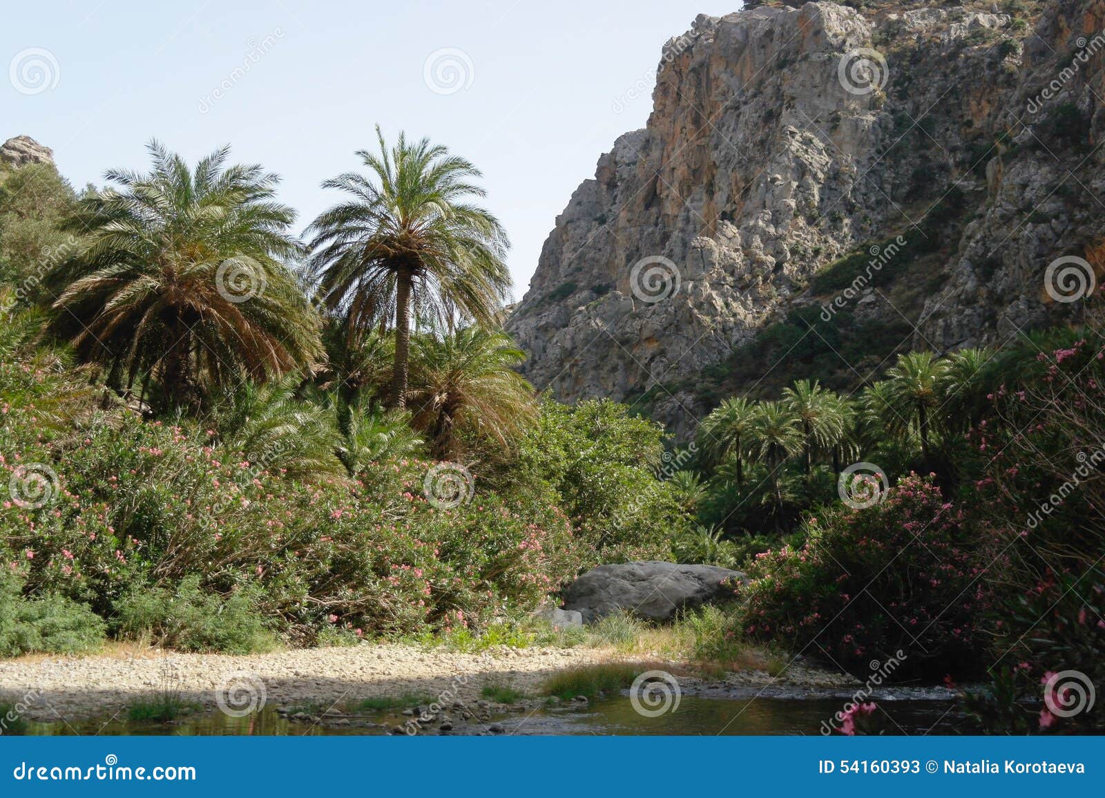 Palm forest in Crete stock image. Image of palm, gorge - 54160393