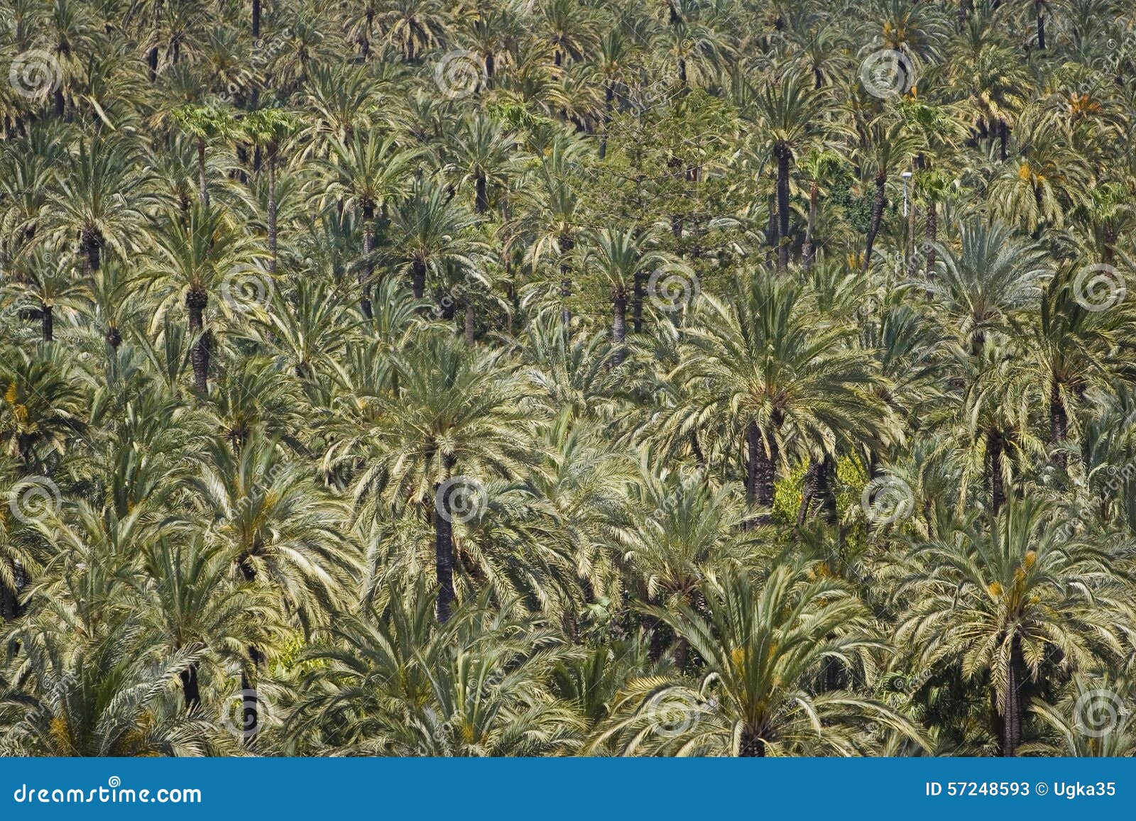 Palm forest stock image. Image of palm, forest, treetop - 57248593