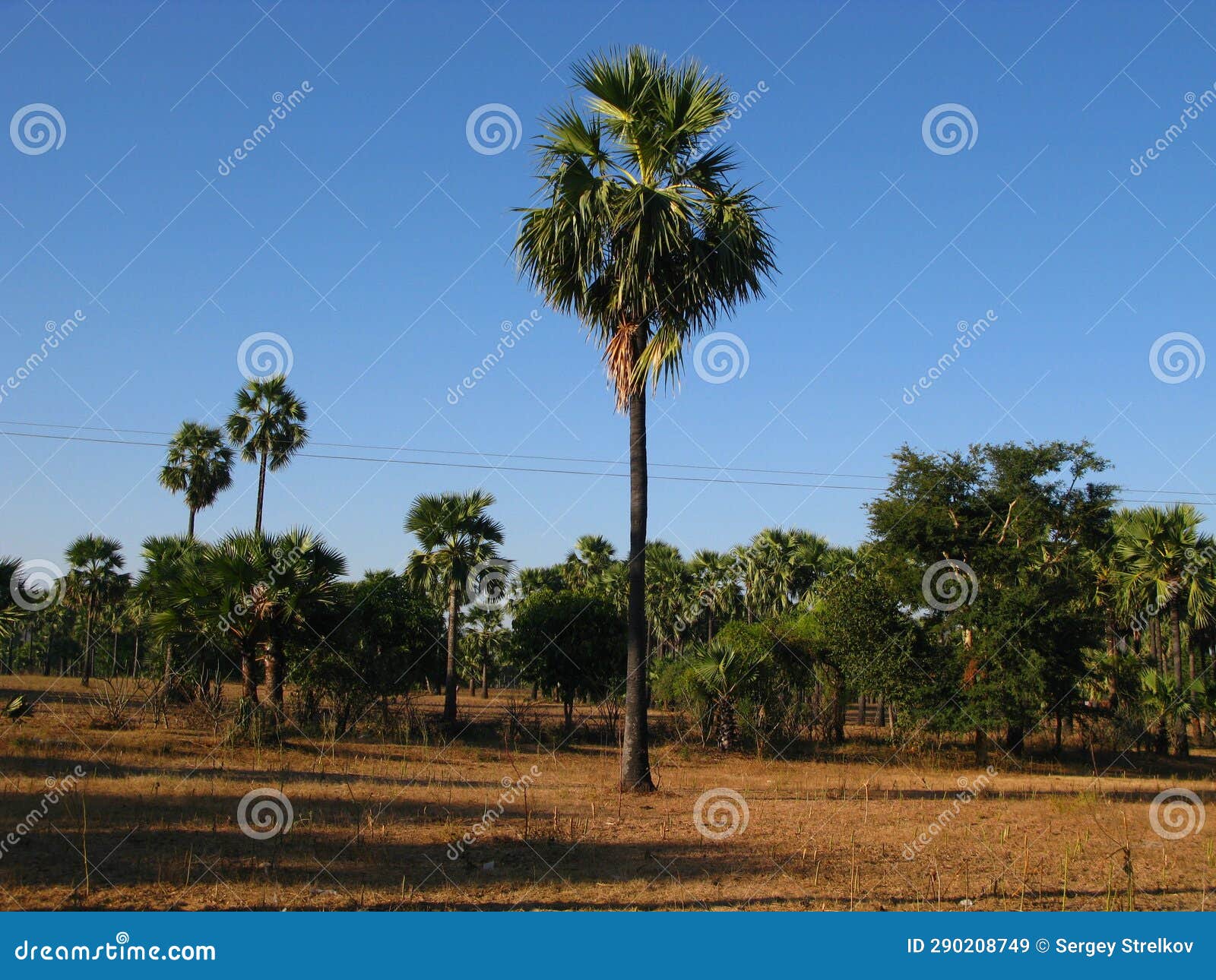 The palm forest in Myanmar stock image. Image of rainforest - 290208749