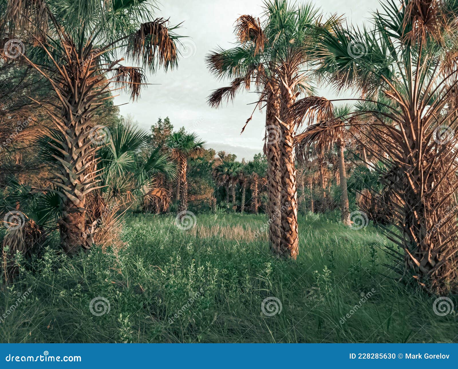 Palm forest stock photo. Image of nature, palm, breathtaking - 228285630