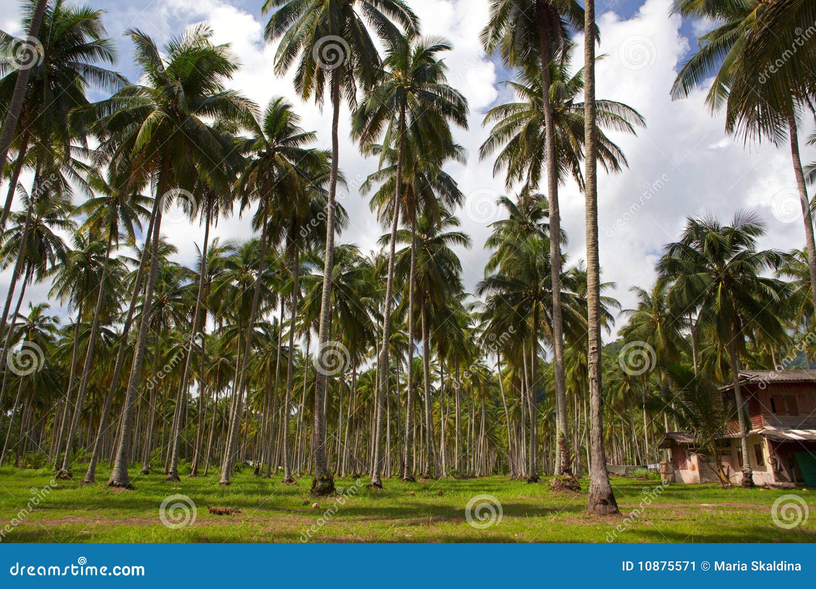 Palm forest near the beach stock image. Image of green - 10875571