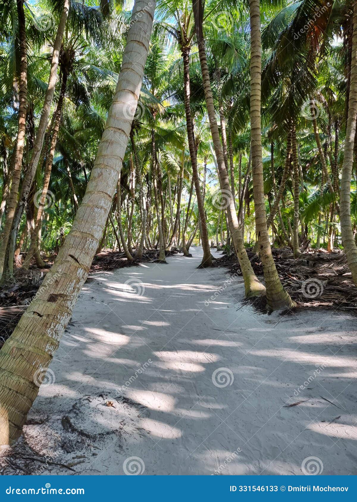 Palm Forest stock image. Image of jungle, soil, nature - 331546133