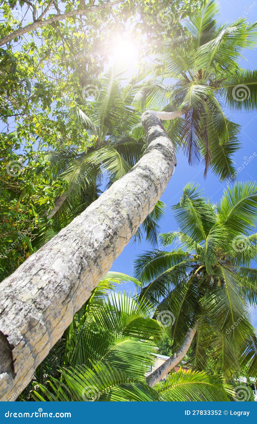 Palm Forest. Sun Light through Treetops. Stock Photo - Image of palm ...