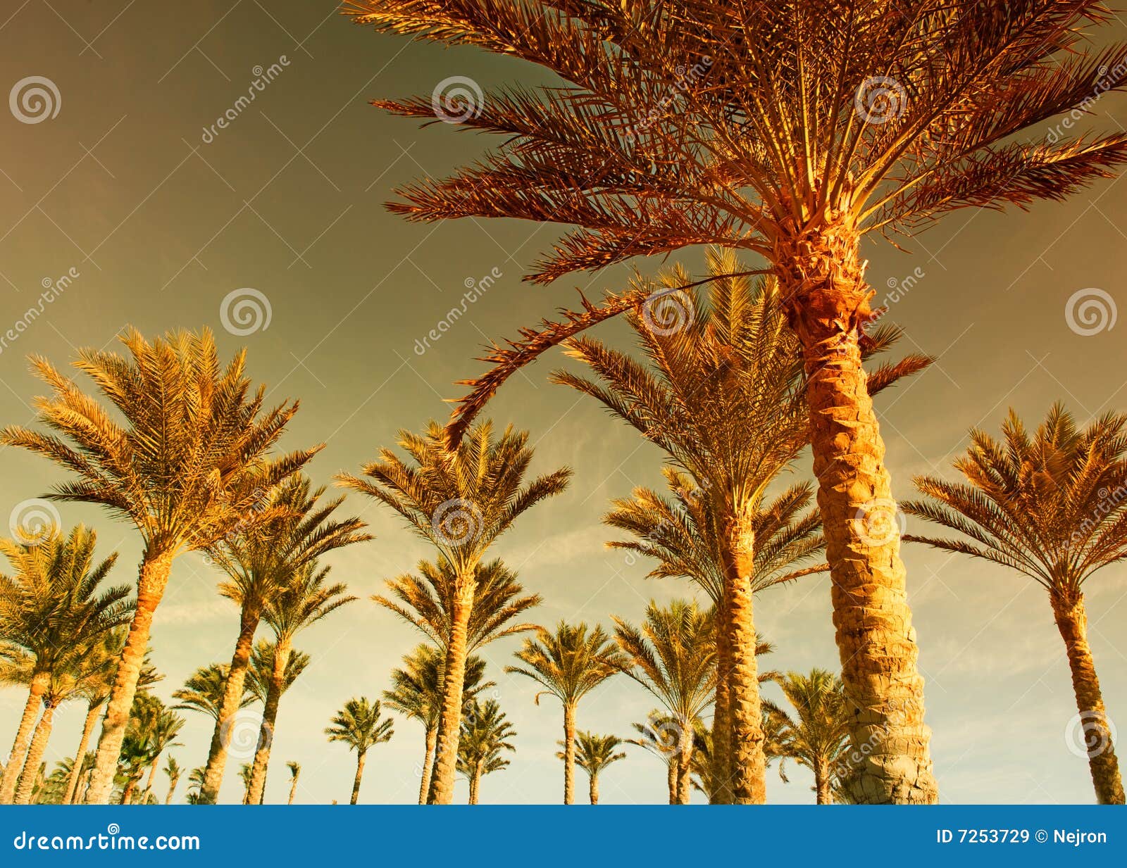 Palm forest at sunset stock image. Image of south, palm - 7253729