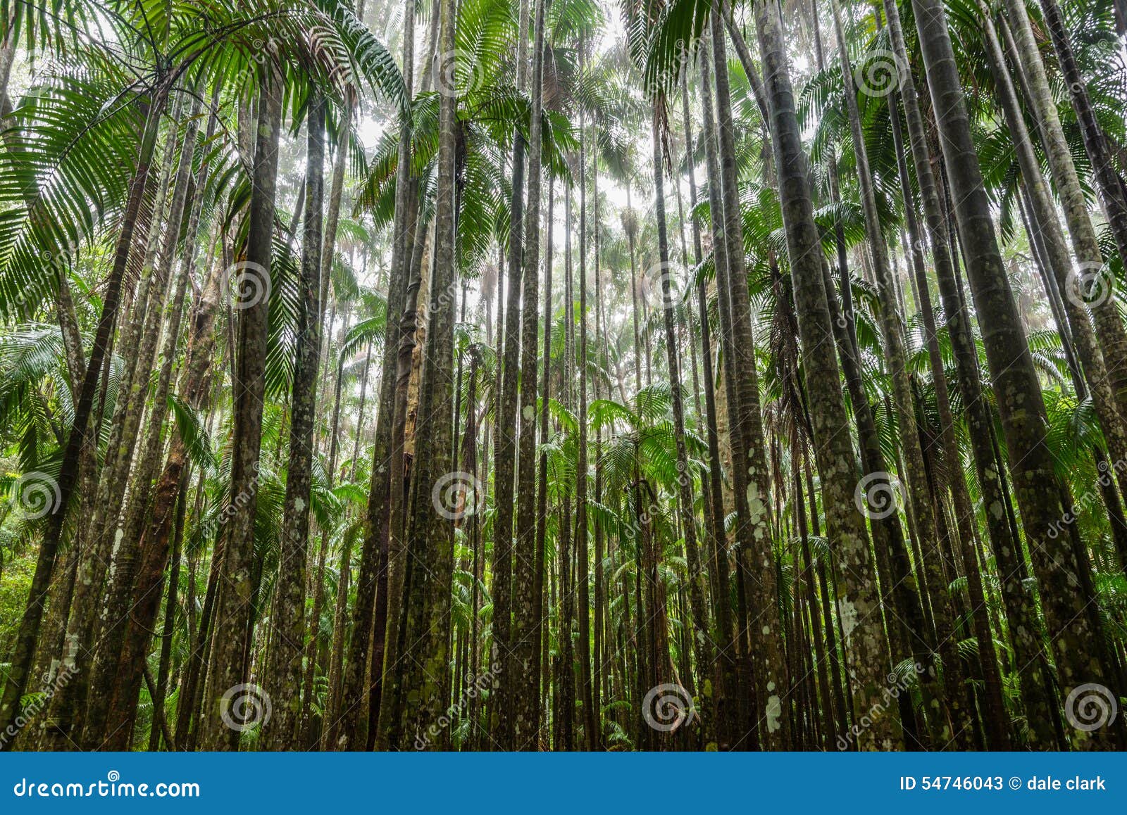 Palm forest stock image. Image of trunks, palm, leaves - 54746043