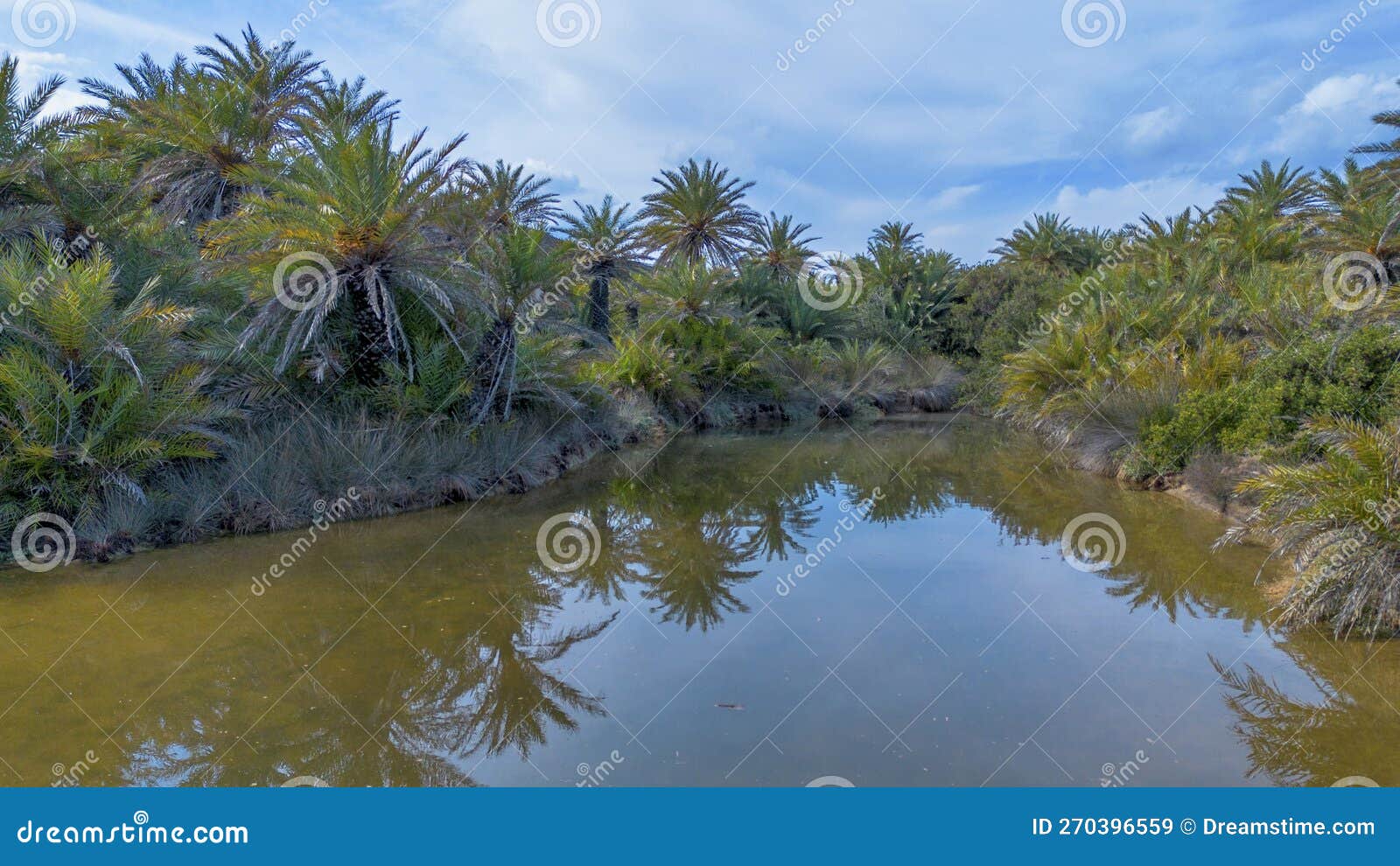 The Palm Forest Vai in Crete Stock Image - Image of plant, palm: 270396559