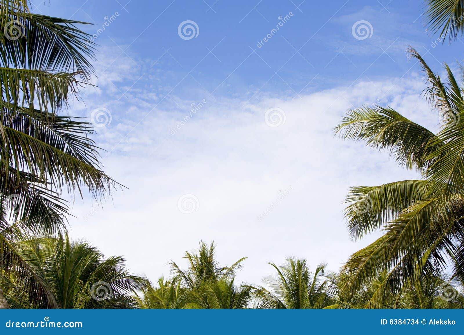 Palm frame stock photo. Image of blue, frame, green, white - 8384734