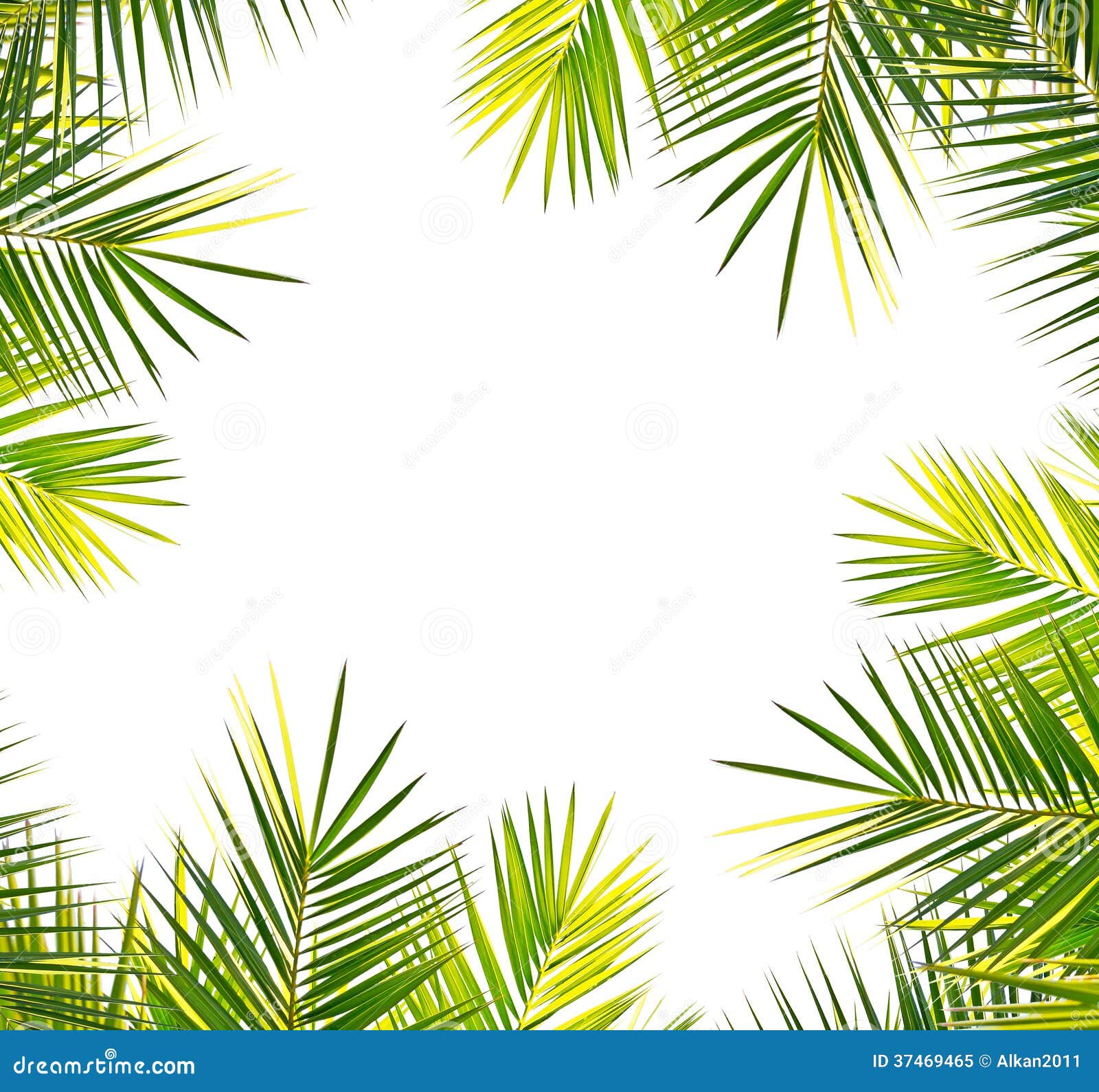 Palm frame on white stock image. Image of surrounded - 37469465