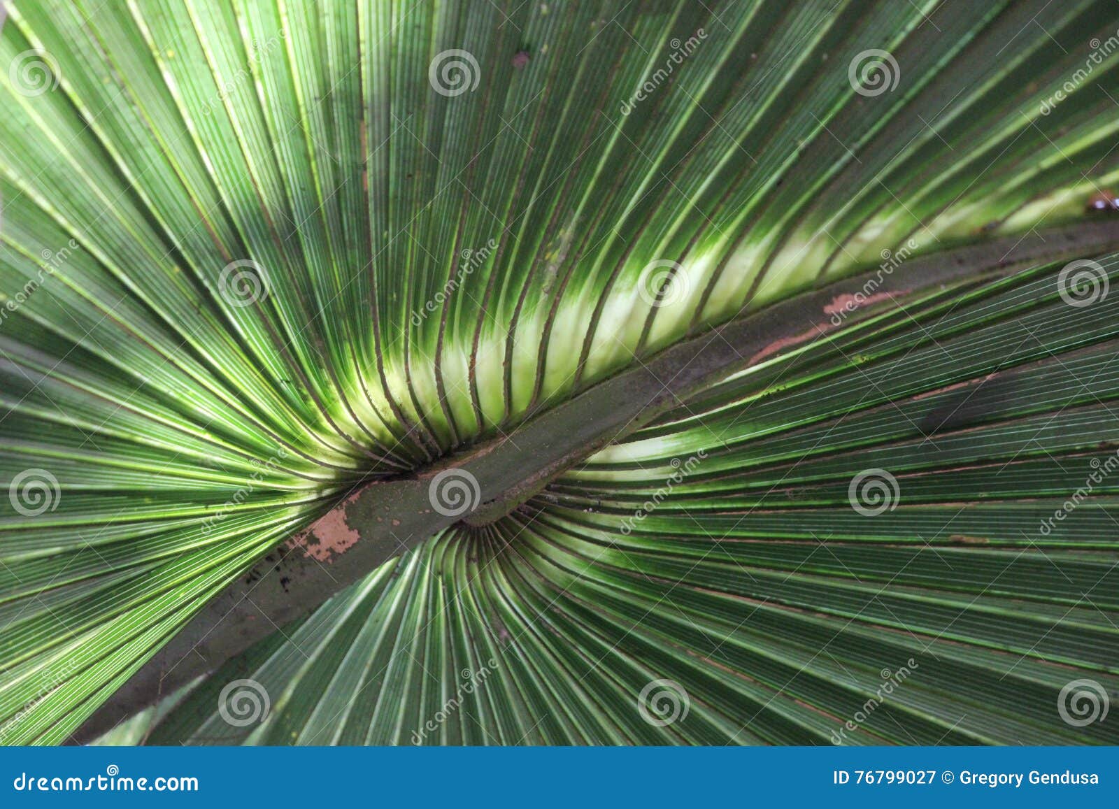 Palm Frawn stock image. Image of palm, outdoors, flora - 76799027