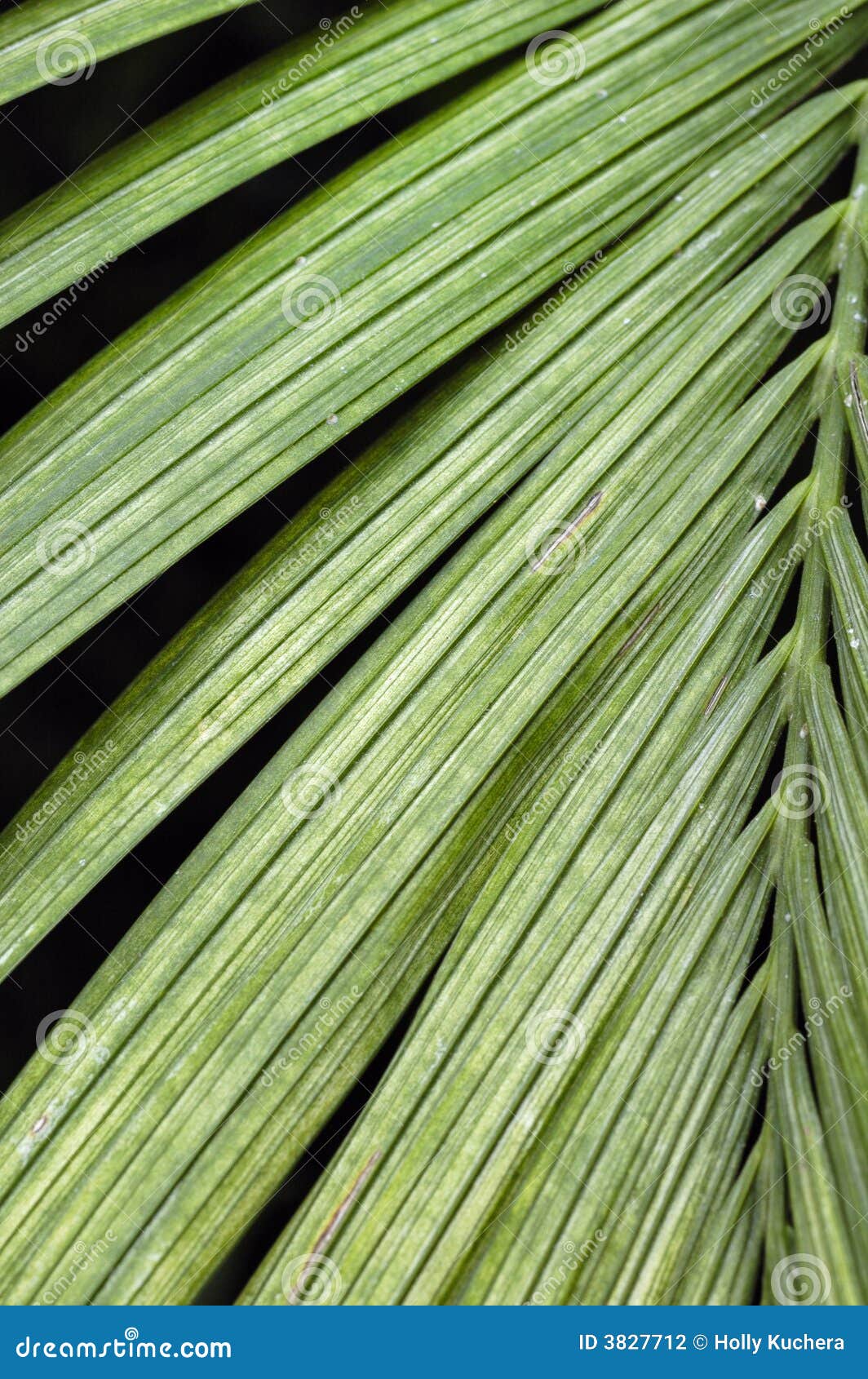 Palm Frond stock photo. Image of detail, nature, tropical - 3827712