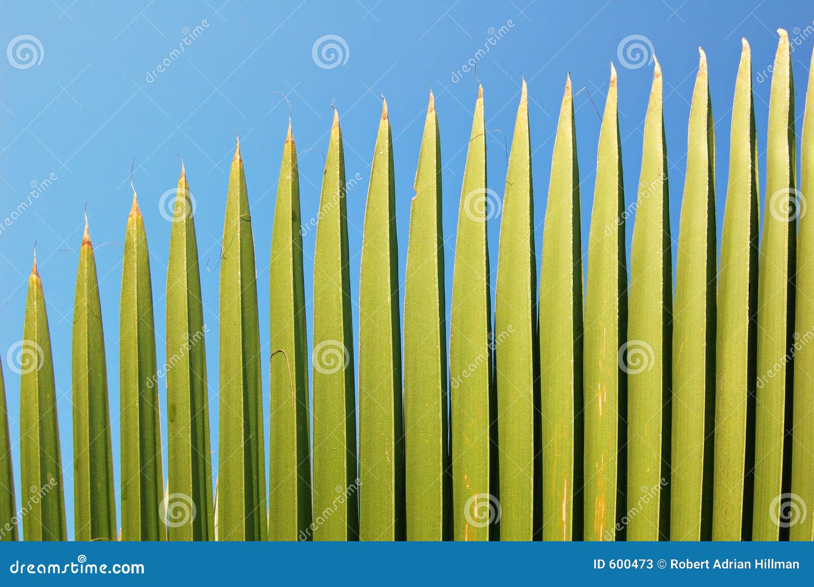 Palm frond stock image. Image of natural, leaflet, sharp - 600473