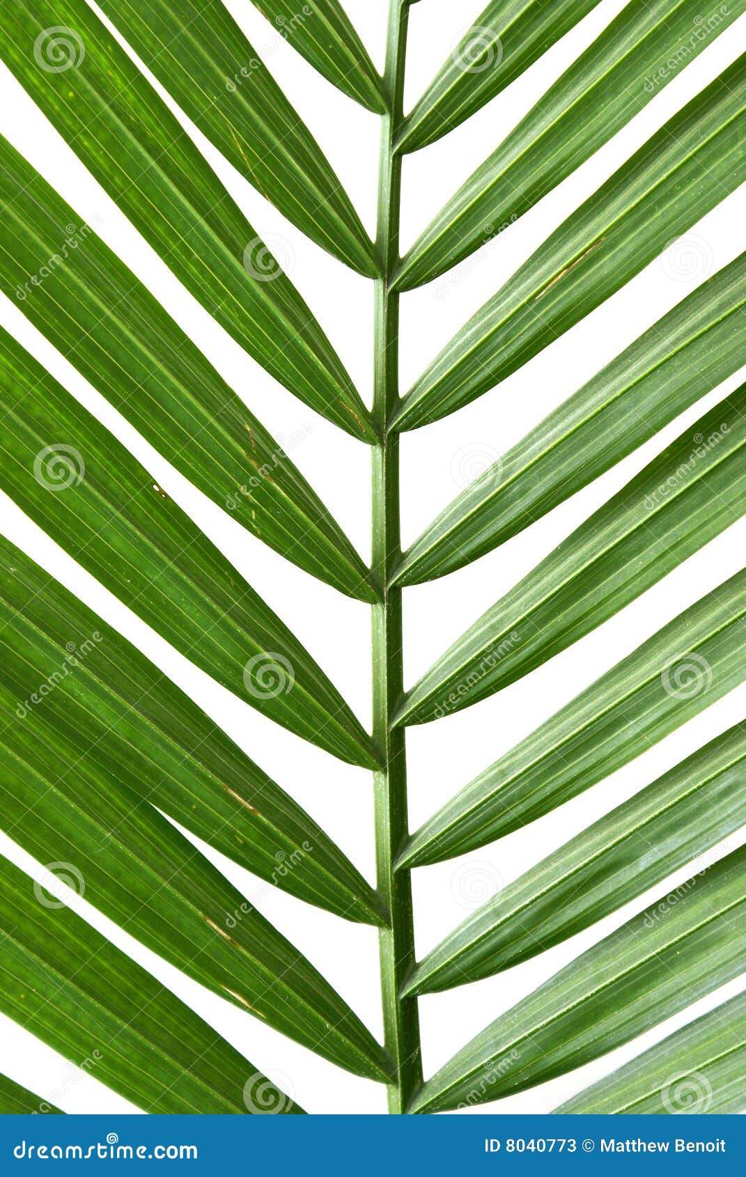 Palm Frond stock image. Image of tropical, branch, pattern - 8040773