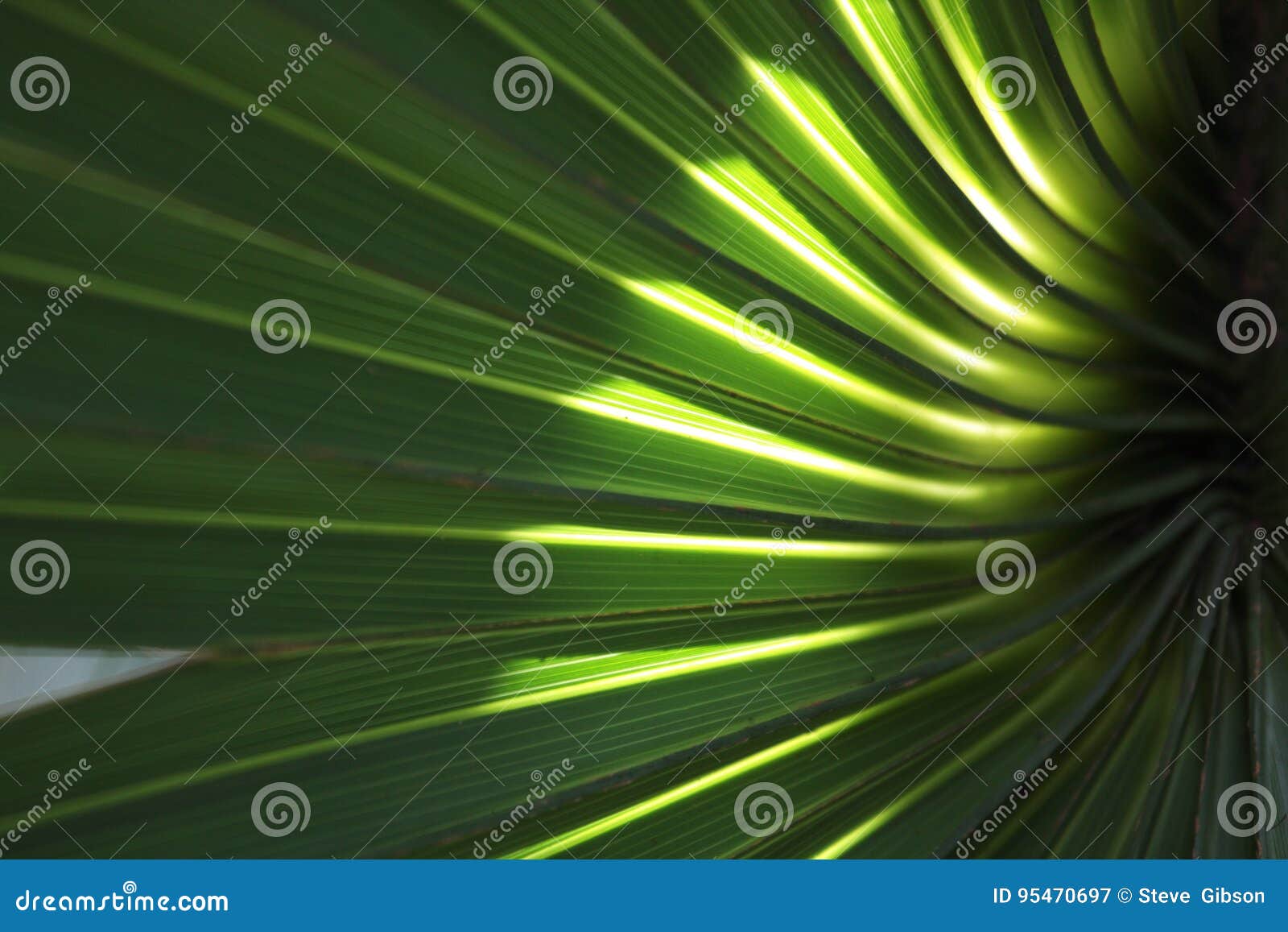Palm Frond Background 3 stock image. Image of botanical - 95470697