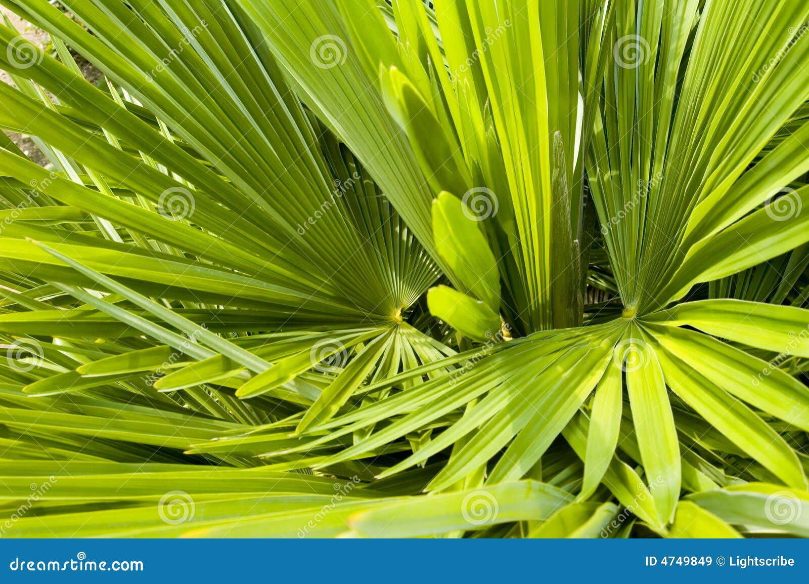 Palm Frond Background Texture Stock Image - Image of environment ...