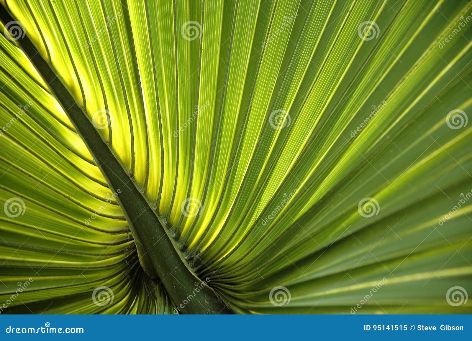 Palm Frond Background stock image. Image of nature, fauna - 95141515