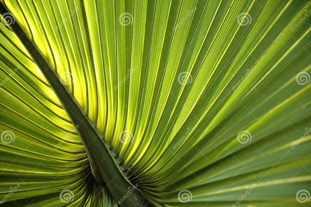 Palm Frond Background stock image. Image of nature, fauna - 95141515
