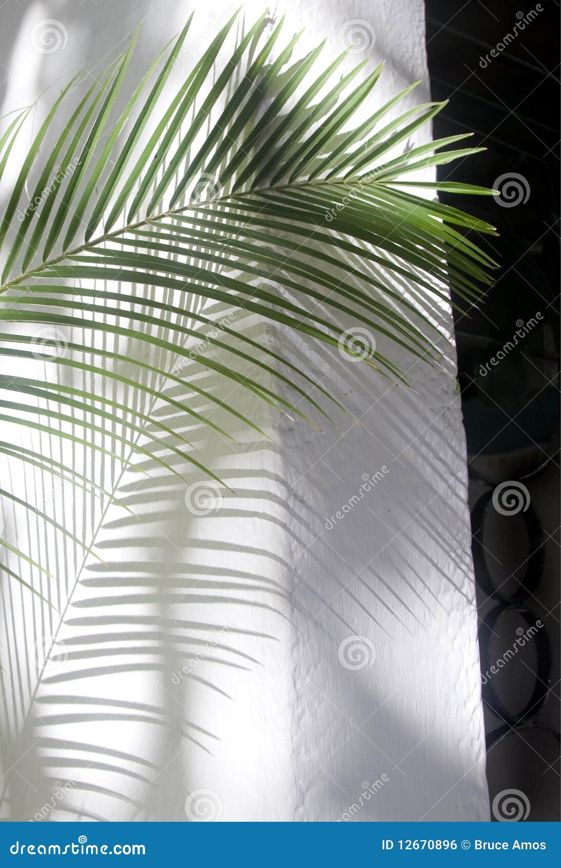 Palm frond shadow stock photo. Image of idyllic, leaf - 12670896