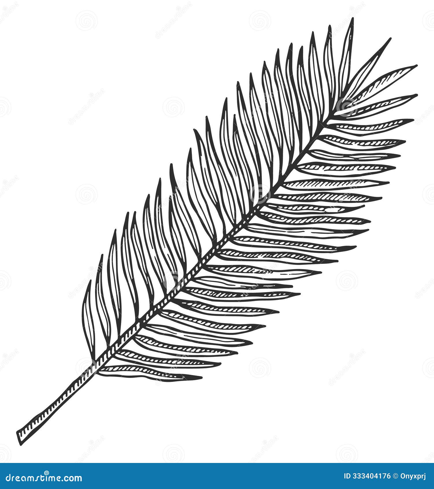 Palm Frond Sketch. Exotic Tropical Leaf Drawing Stock Illustration ...