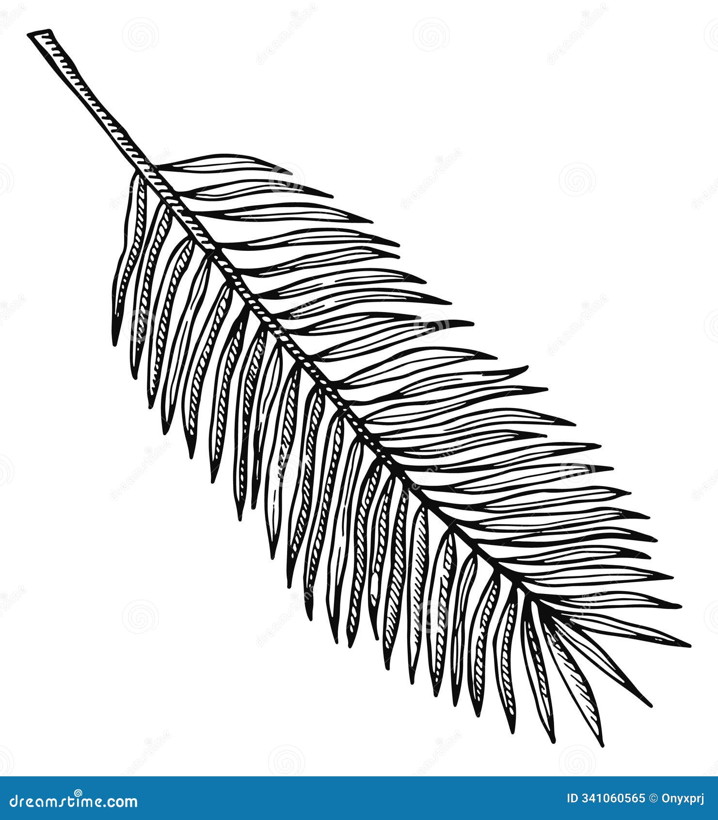 Palm Frond Sketch. Tropical Tree Leaf Drawing Stock Illustration ...
