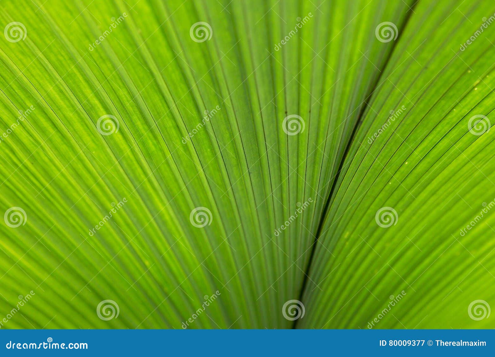 Palm Frond stock image. Image of abstract, leaves, palm - 80009377
