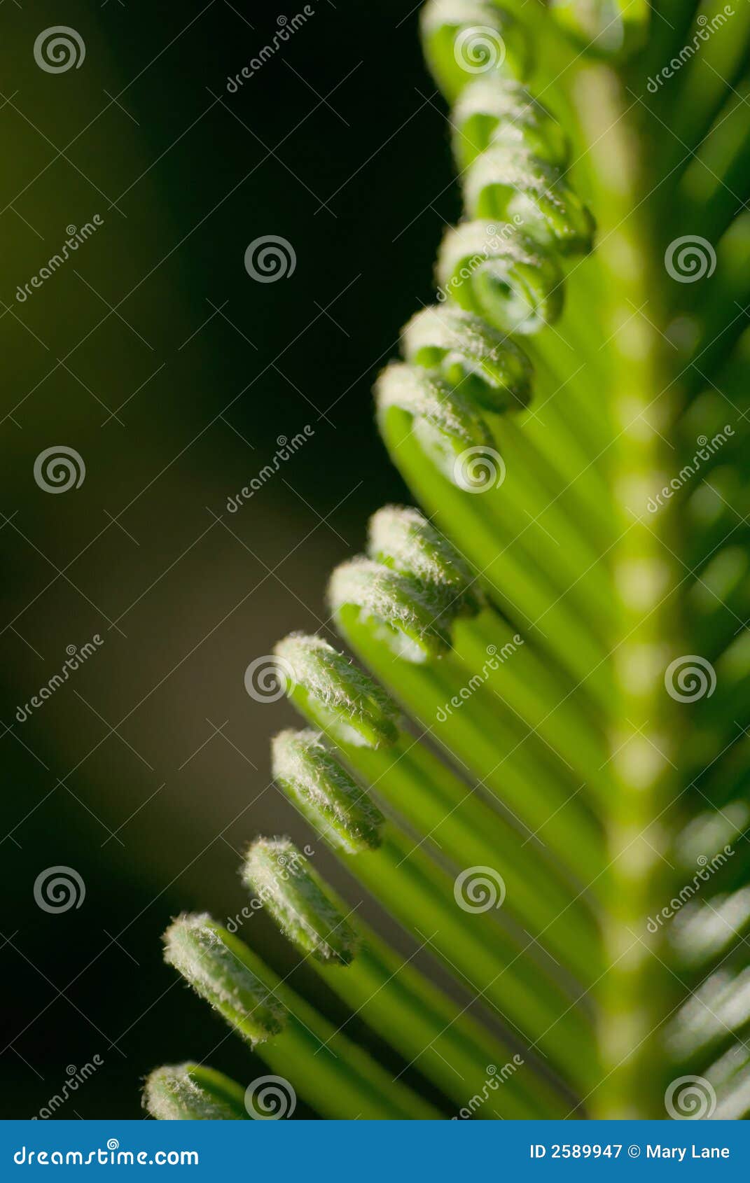 Palm Fronds stock image. Image of tropical, leaf, botany - 2589947