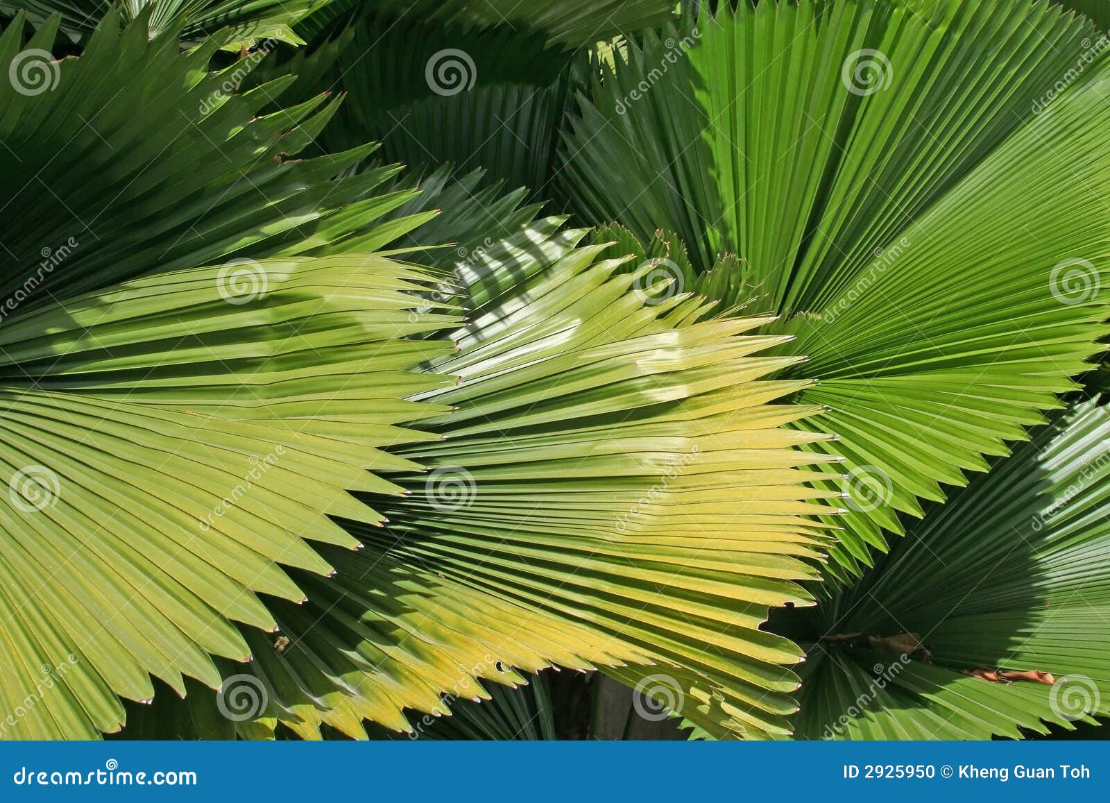 Palm fronds stock photo. Image of ribbed, frond, palm - 2925950