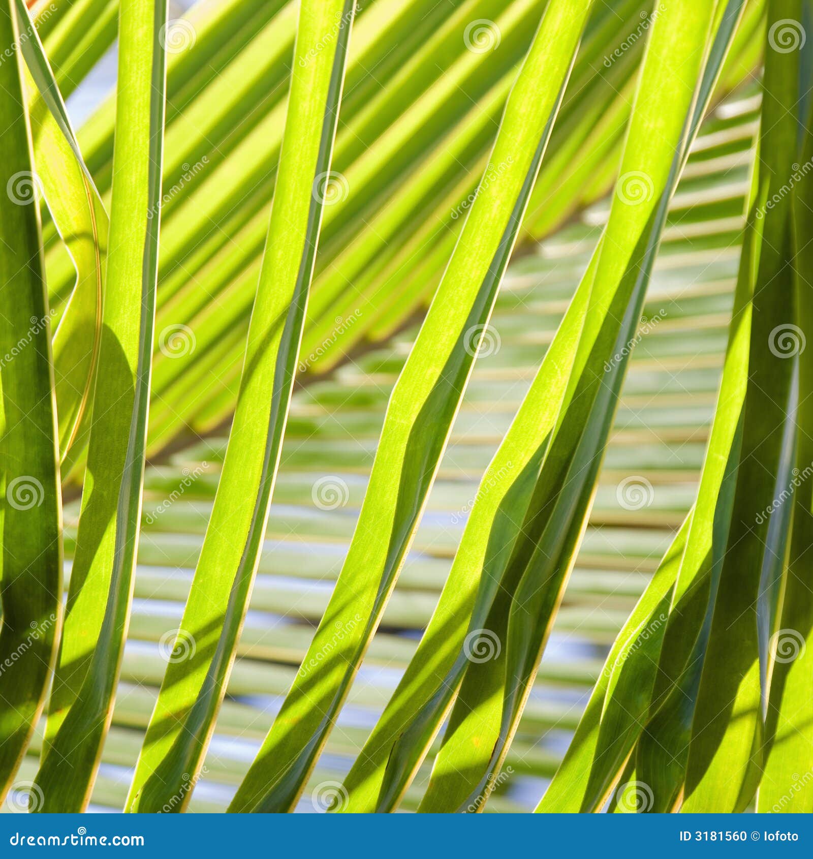 Palm fronds. stock photo. Image of pattern, 070221z0200 - 3181560 Palm fronds. stock photo. Image of pattern, 070221z0200 - 3181560