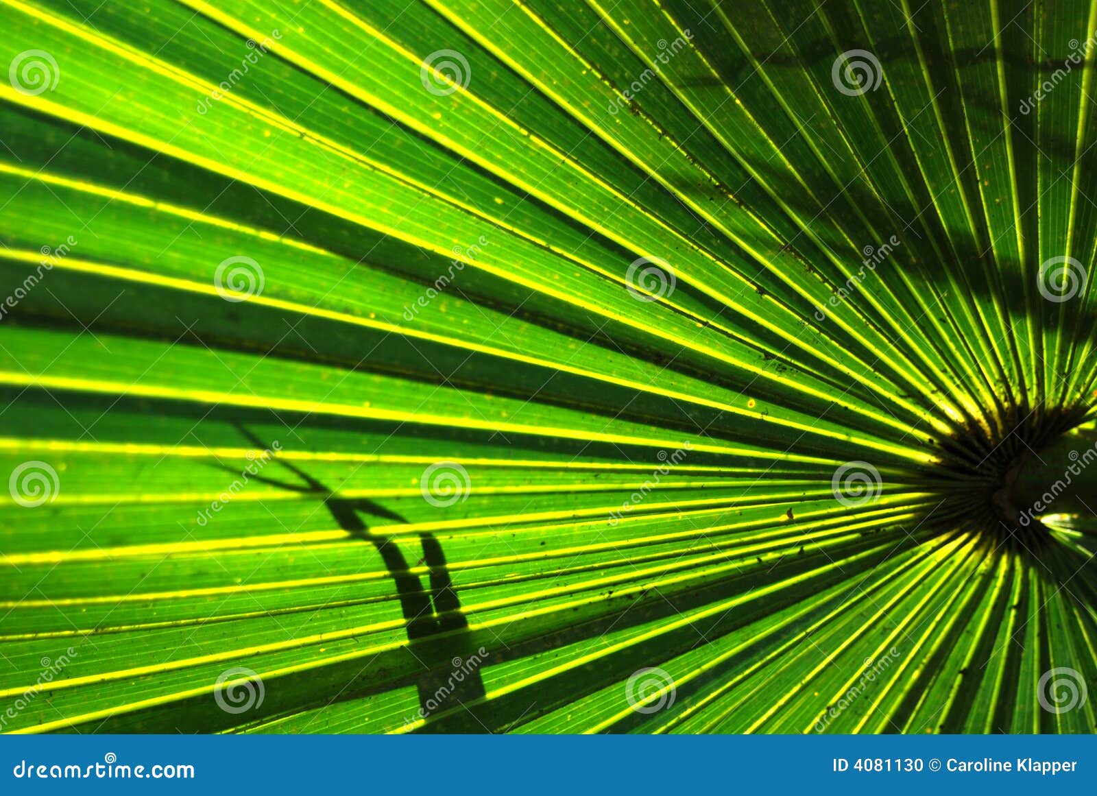 Palm Fronds stock photo. Image of tree, palm, tropical - 4081130