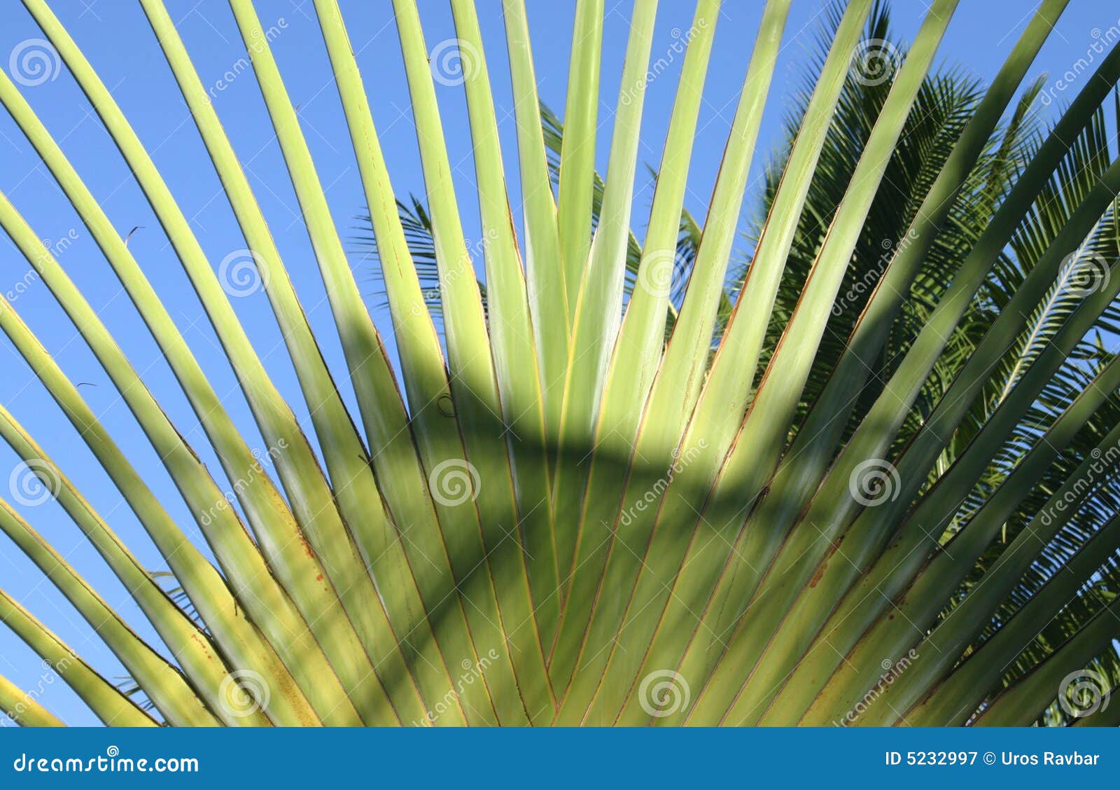 Palm fronds stock image. Image of colorful, blades, style - 5232997