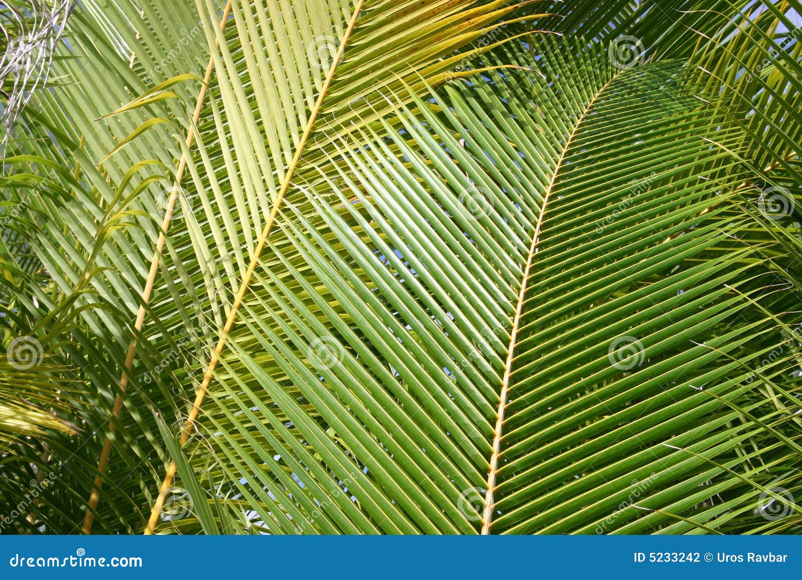 Palm fronds stock photo. Image of bright, leaf, focus - 5233242