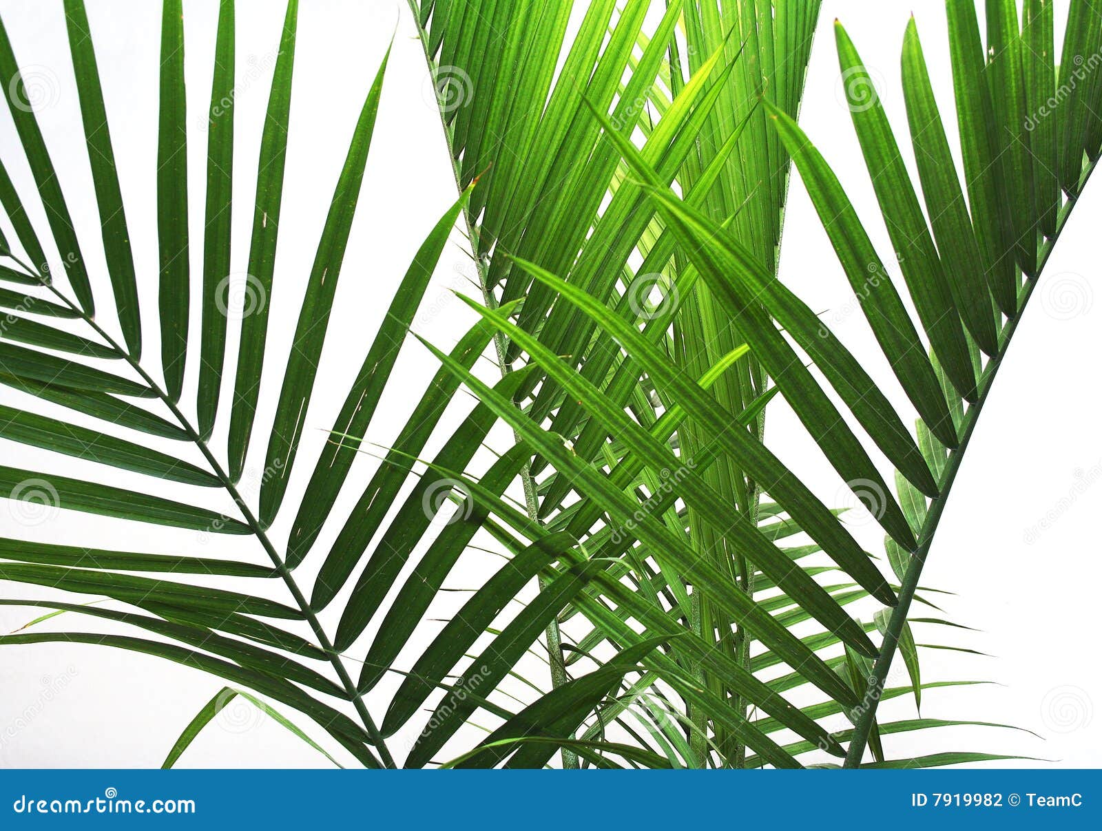 Palm Fronds stock photo. Image of flora, bush, growth - 7919982 Palm Fronds stock photo. Image of flora, bush, growth - 7919982