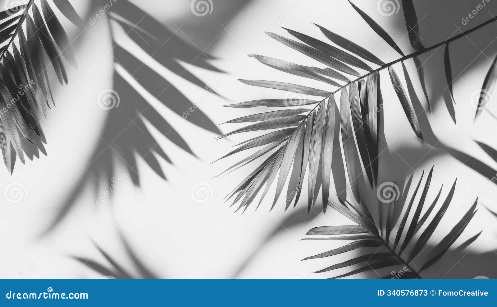 Palm Fronds Cast Shadows on White Background Stock Illustration ...