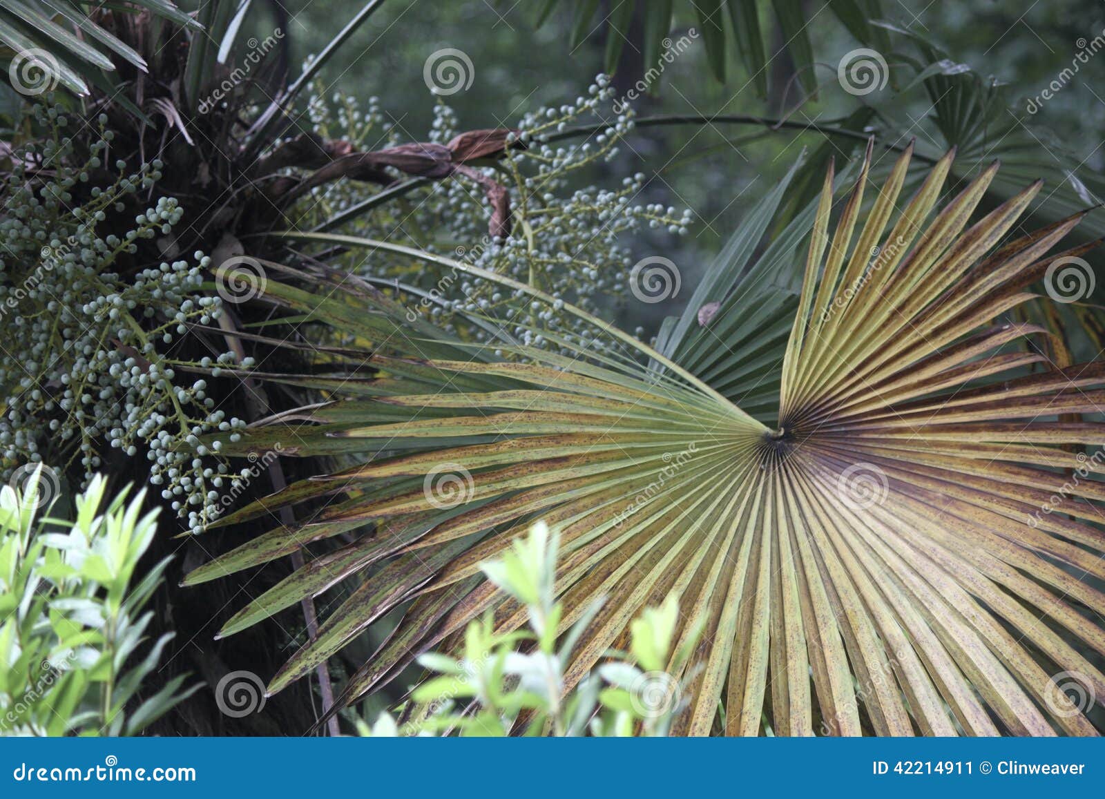 Palm Fronds stock image. Image of leaves, fronds, leaf - 42214911