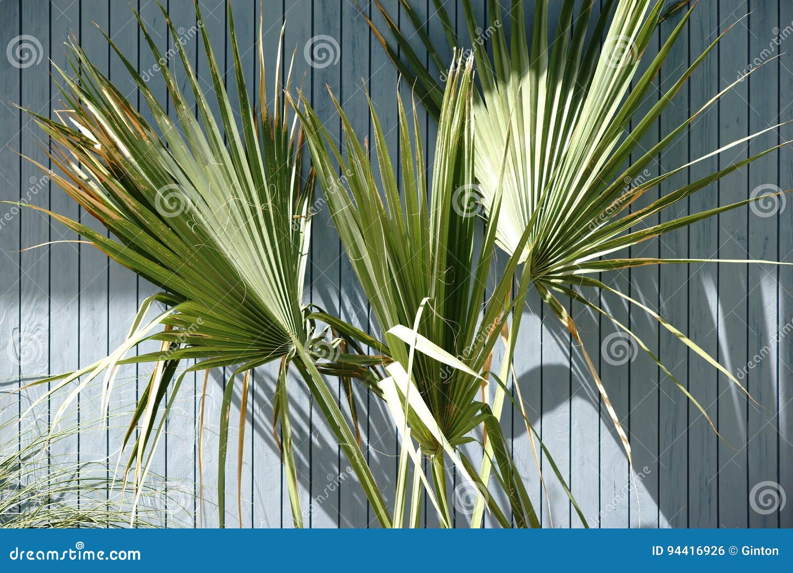 Palm Fronds in Front Plank Wall Stock Photo - Image of fronds, shade ...