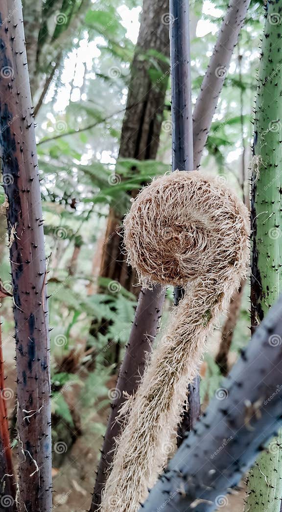 Palm Fronds from the Plant Sphaeropteris Lepifera, the Brush Pot Tree ... Palm Fronds from the Plant Sphaeropteris Lepifera, the Brush Pot Tree ...