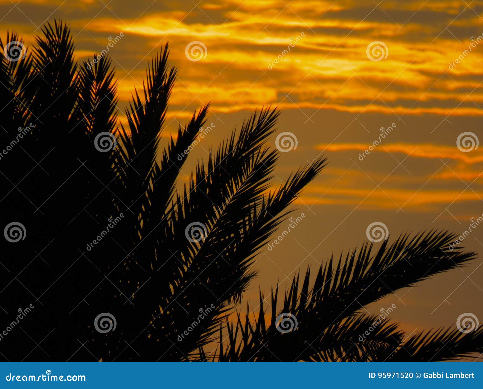 Palm Fronds with a Sunset Background Stock Photo - Image of flora ...